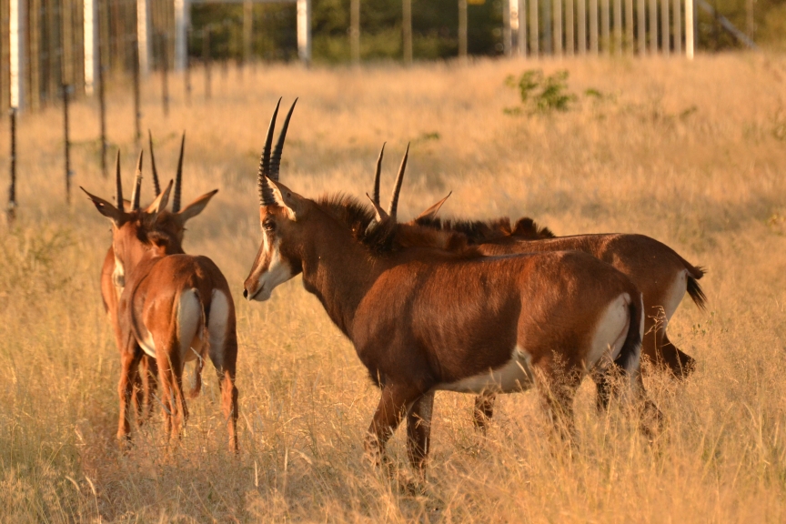 Scythe-horns worth showing off - a successful translocation - Mopane ...